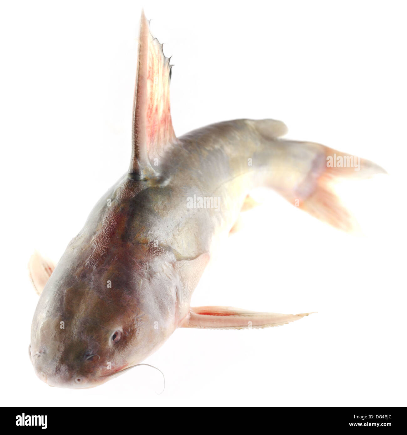 Rita fish of Southern Asia Stock Photo - Alamy