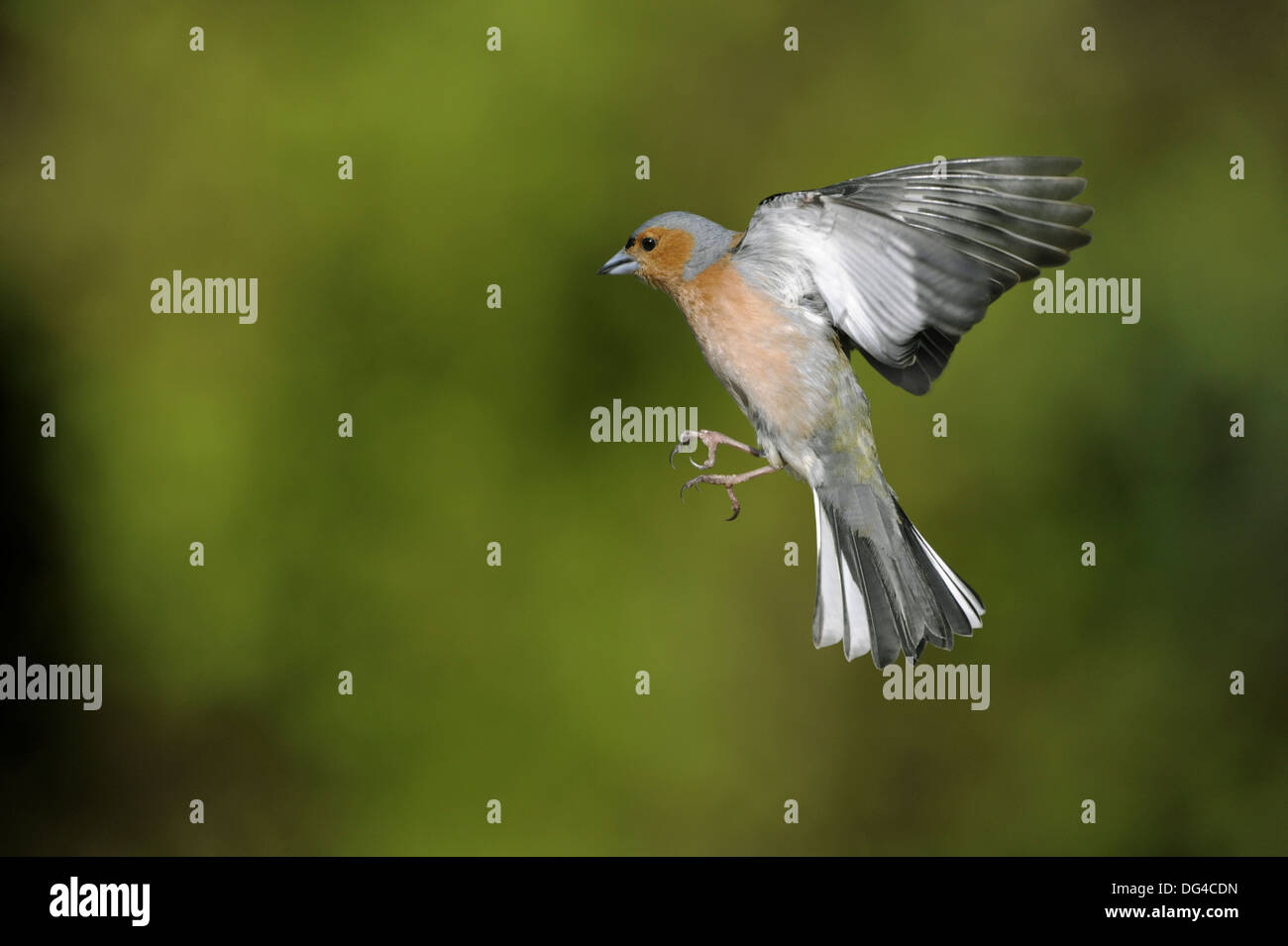 Finches flying hi-res stock photography and images - Alamy