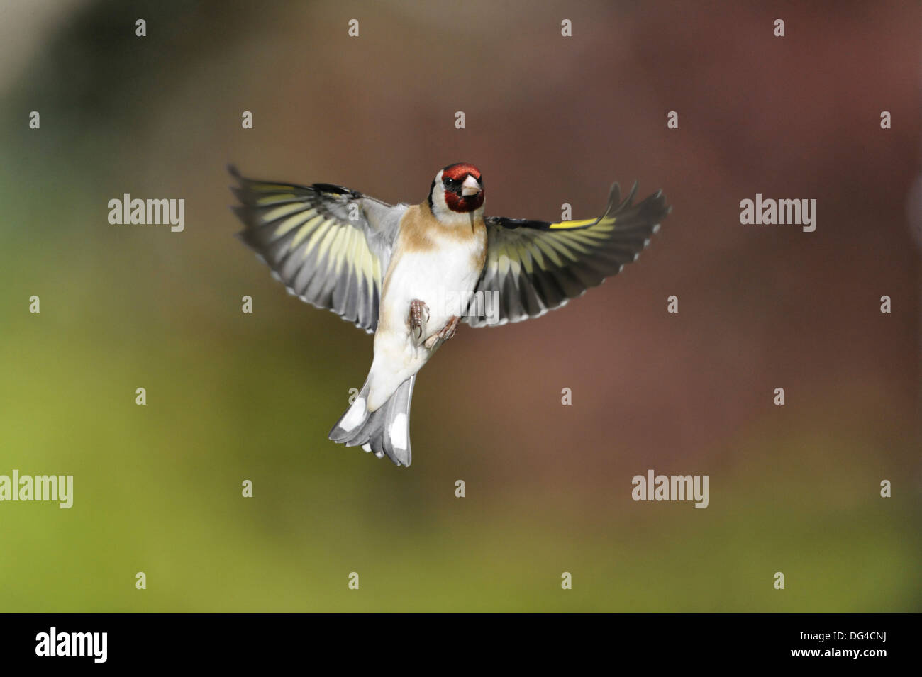 Goldfinch in flight hi-res stock photography and images - Alamy