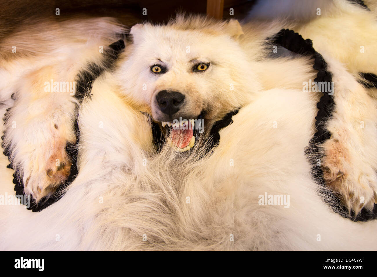 Wolf skins in a tourist shop in Longyearbyen, Svalbard Stock Photo - Alamy