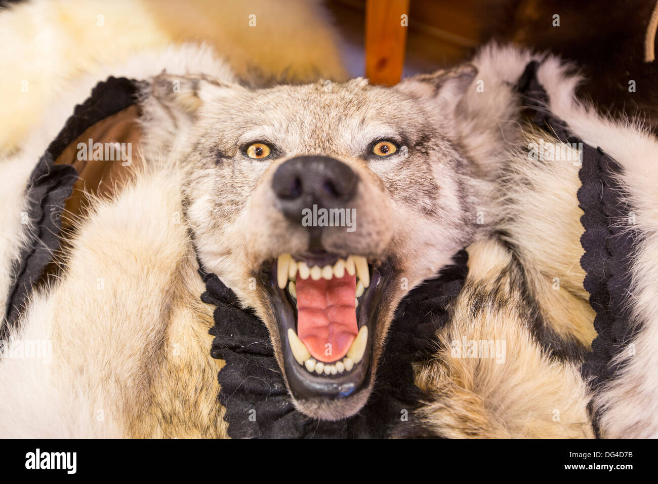 Wolf skin hi-res stock photography and images - Alamy