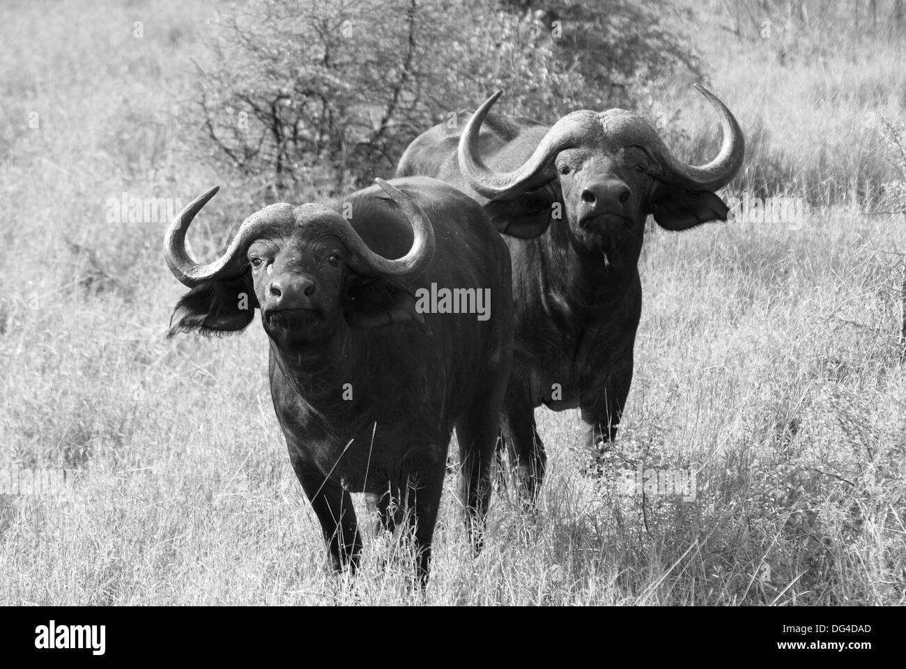 Two africa buffalo Black and White Stock Photos & Images - Alamy