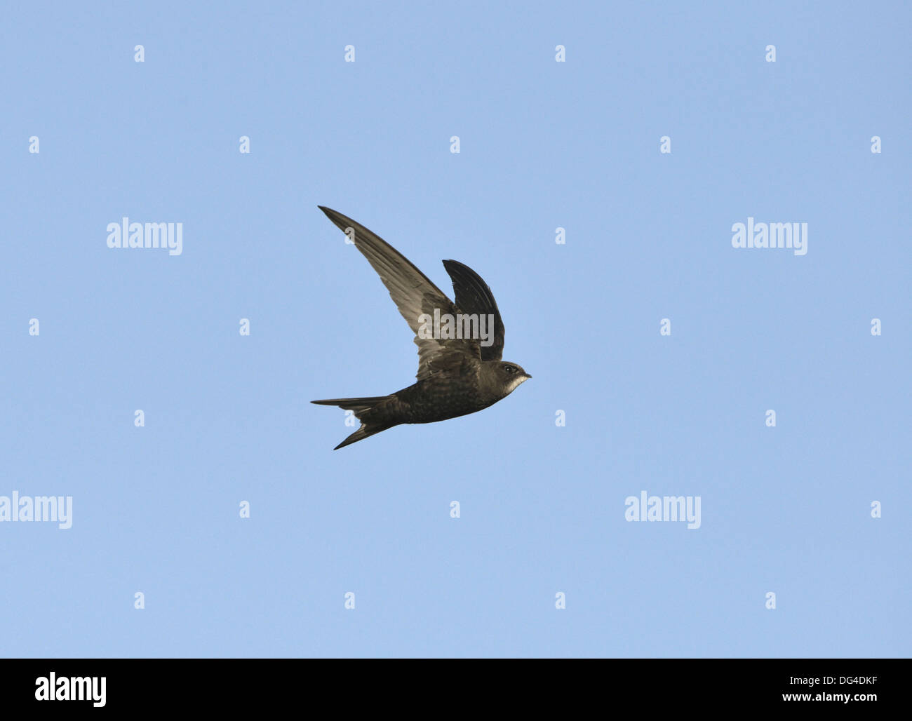 Swift Apus apus Stock Photo - Alamy