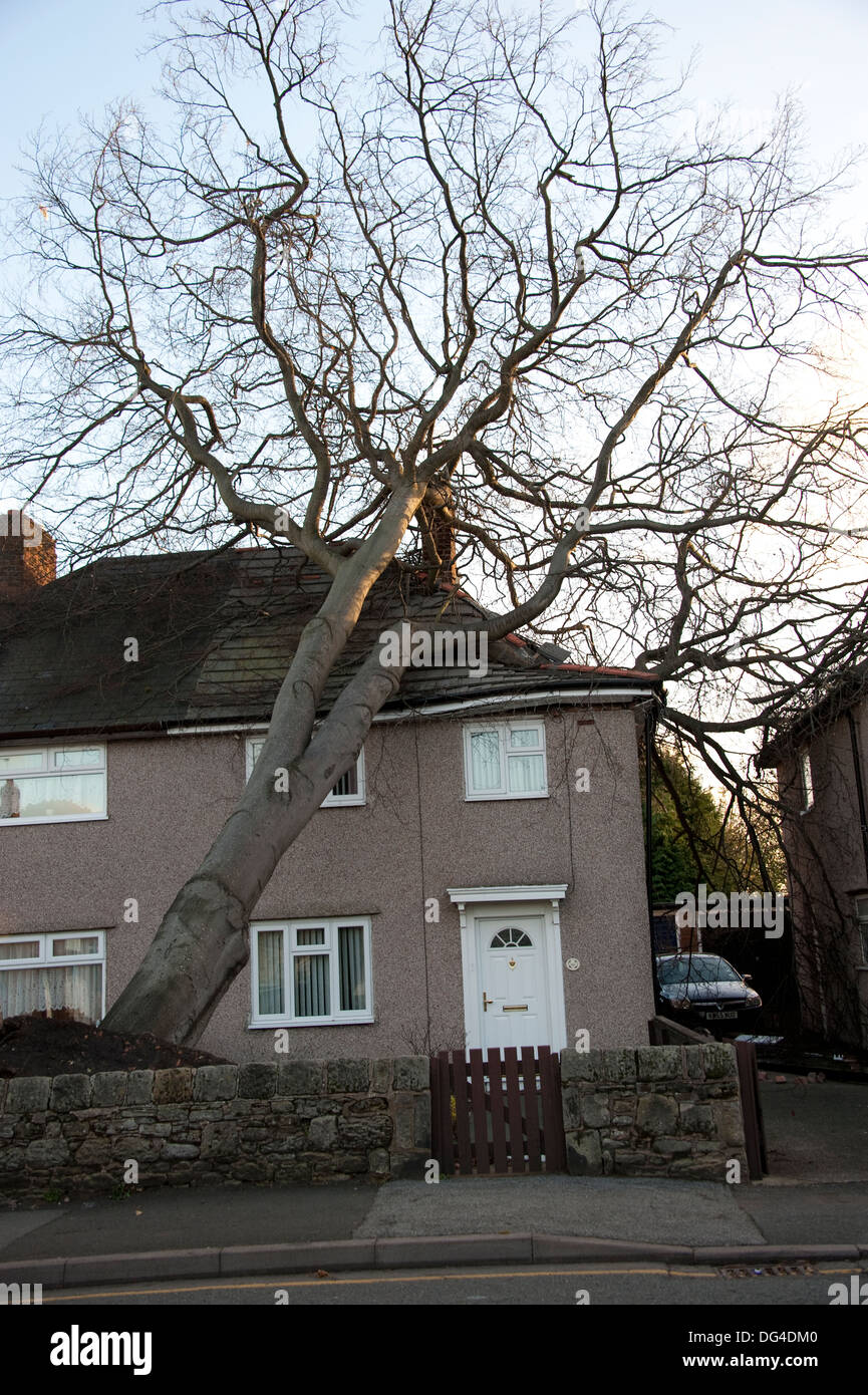 Huge Large Tree Fallen Crashed on to house in storm damaging roof ...