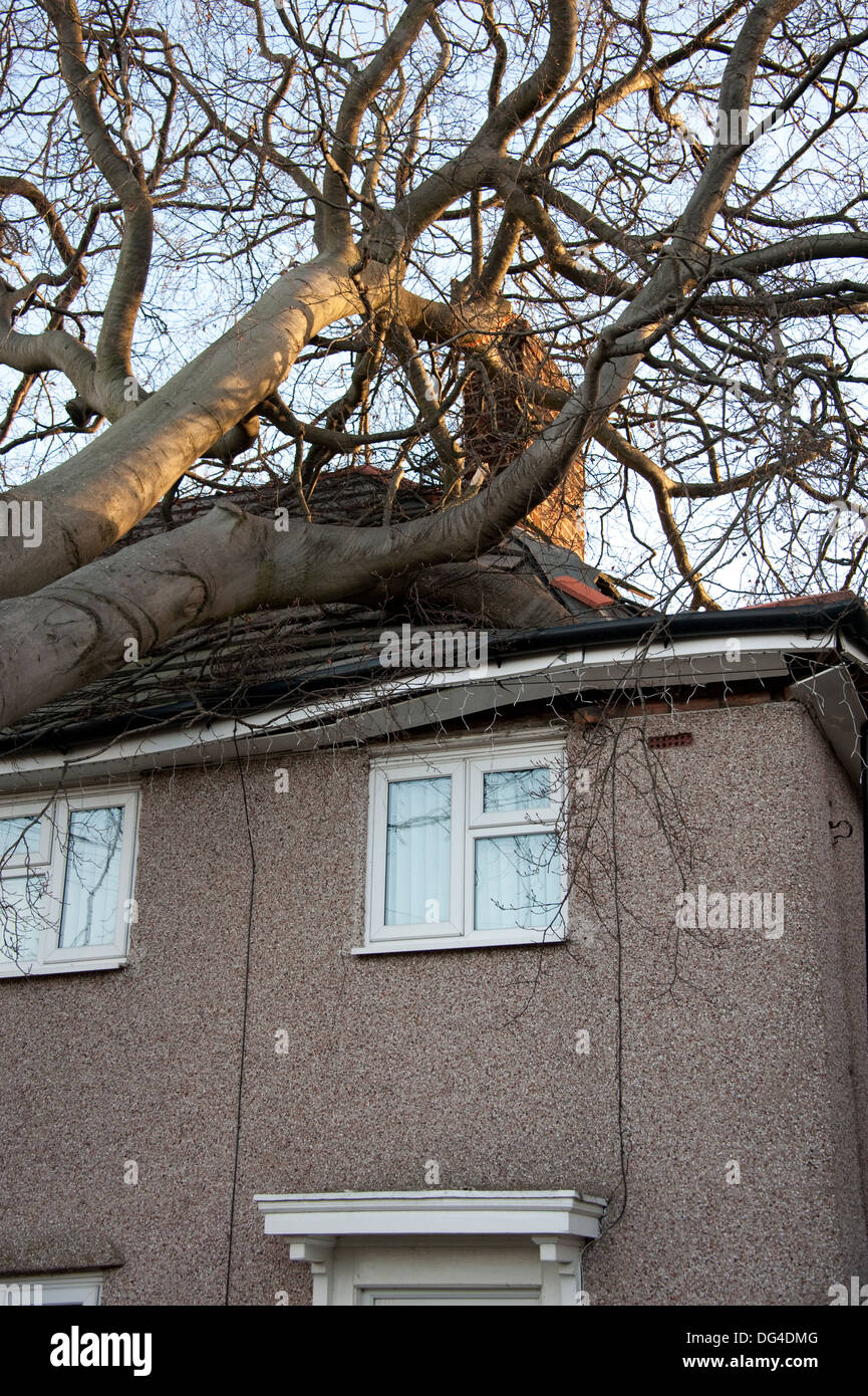 Huge Large Tree Fallen Crashed on to house in storm damaging roof ...
