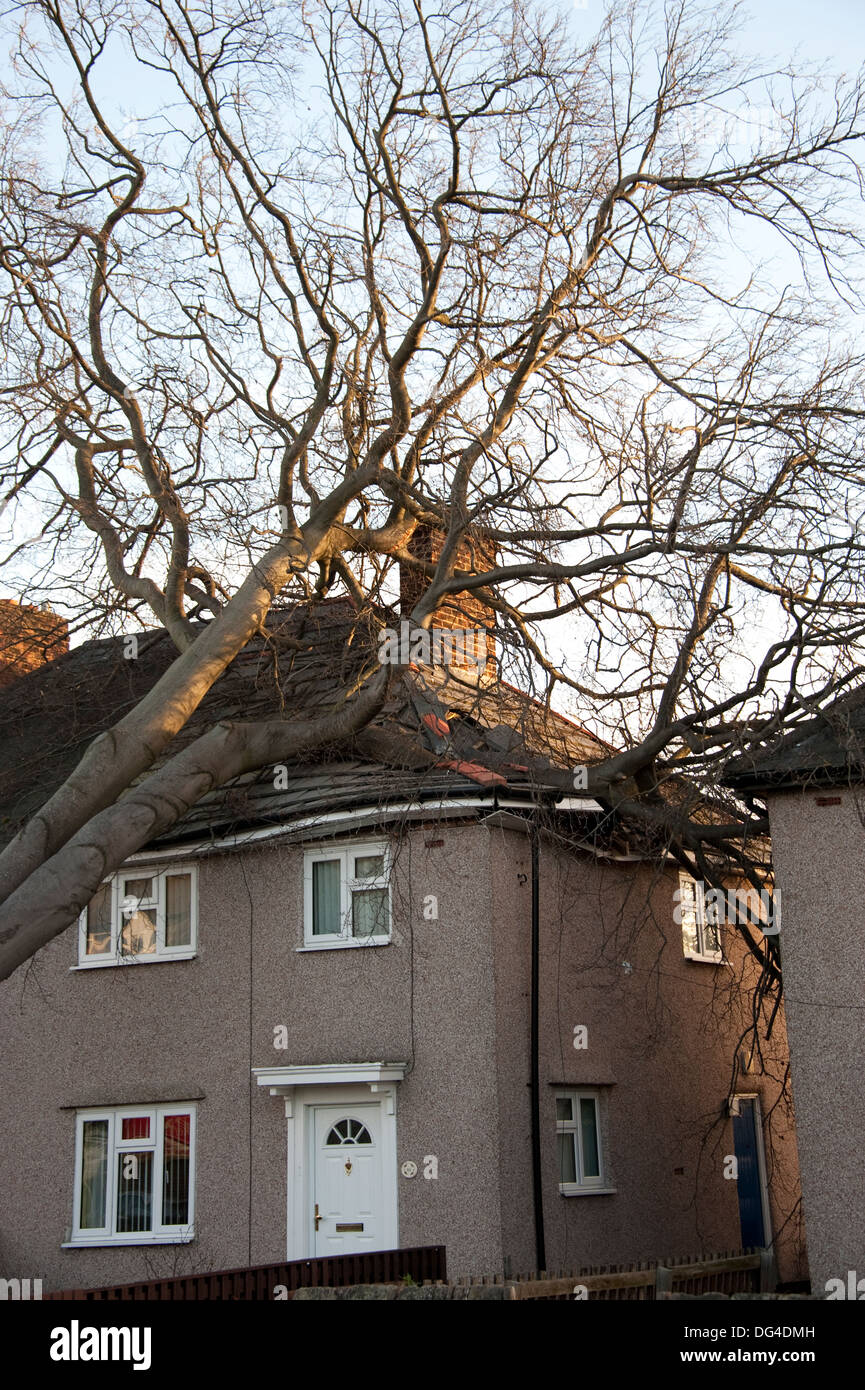Huge Large Tree Fallen Crashed on to house in storm damaging roof ...