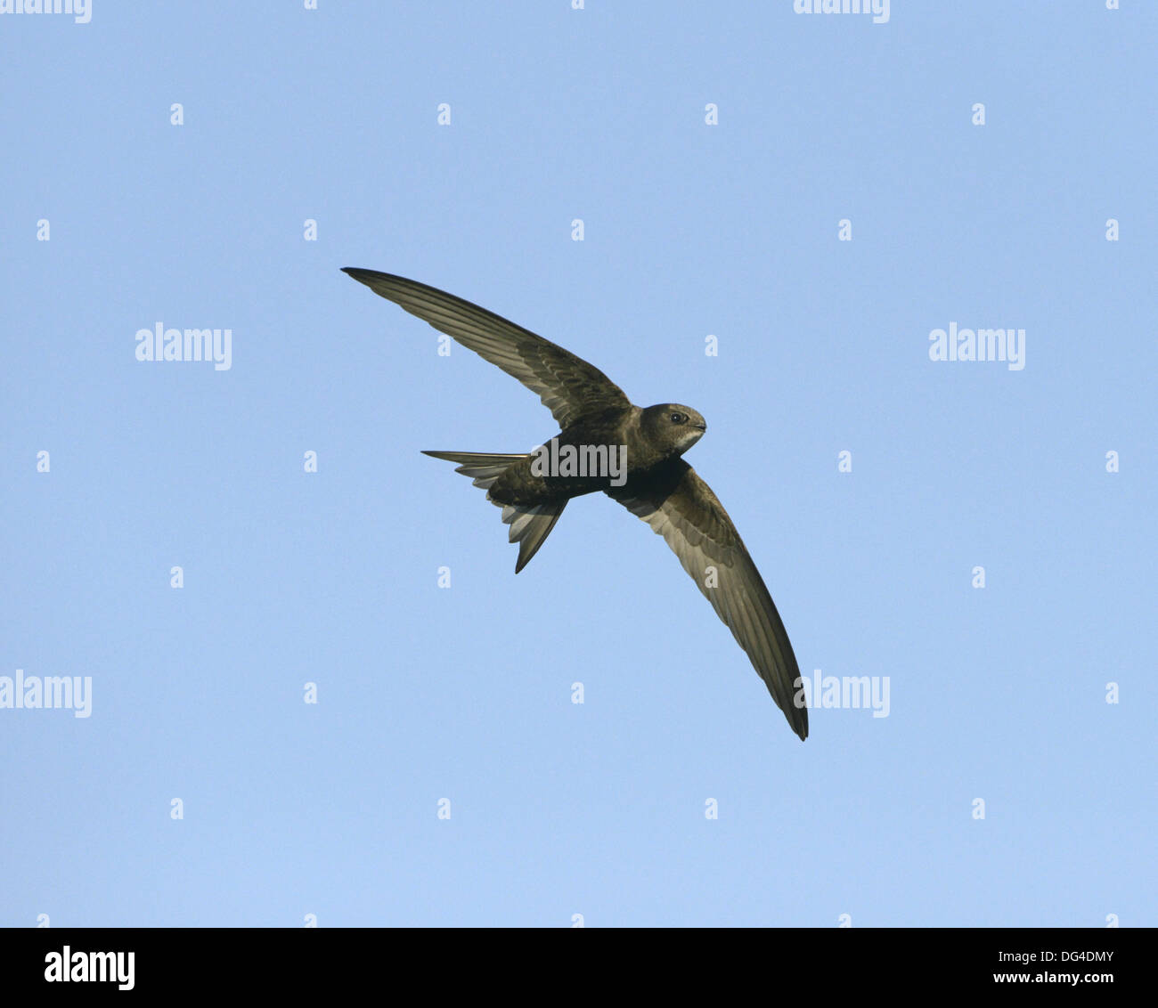 Swift bird hi-res stock photography and images - Alamy