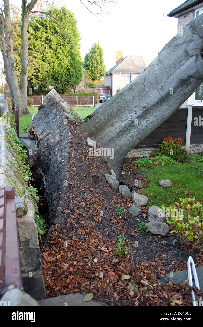 Huge Large Tree Fallen Crashed on to house in storm damaging roof ...