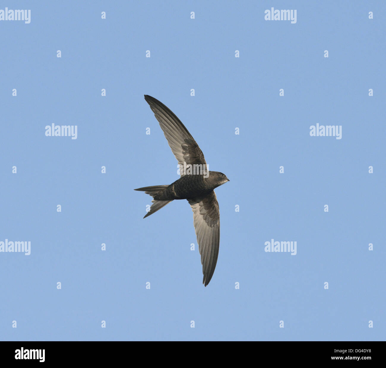 Swift Apus apus Stock Photo - Alamy