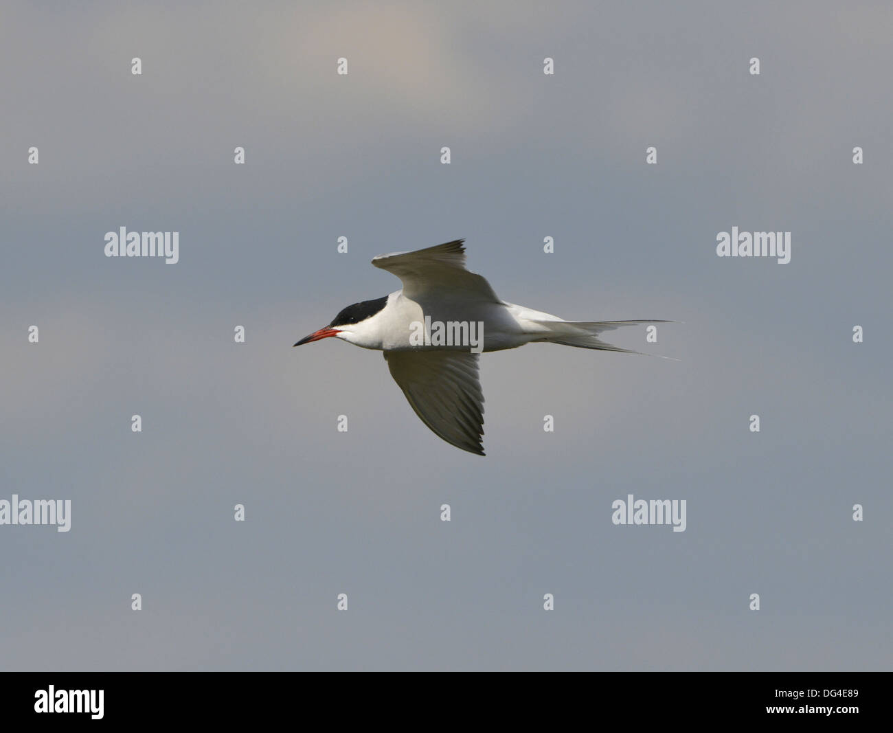 Common Tern Sterna hirundo Stock Photo - Alamy