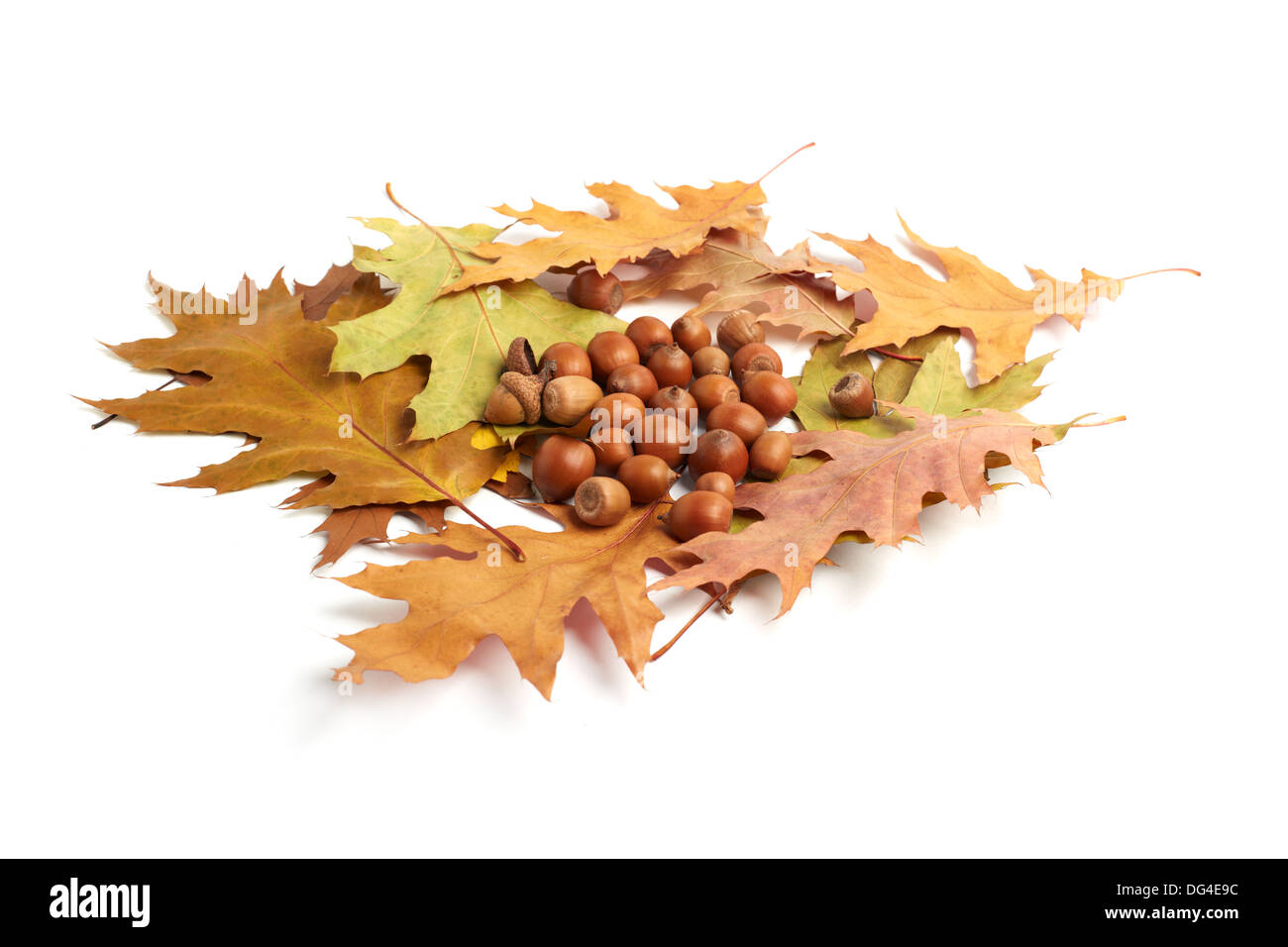 Orange acorn on oak tree Cut Out Stock Images & Pictures - Alamy