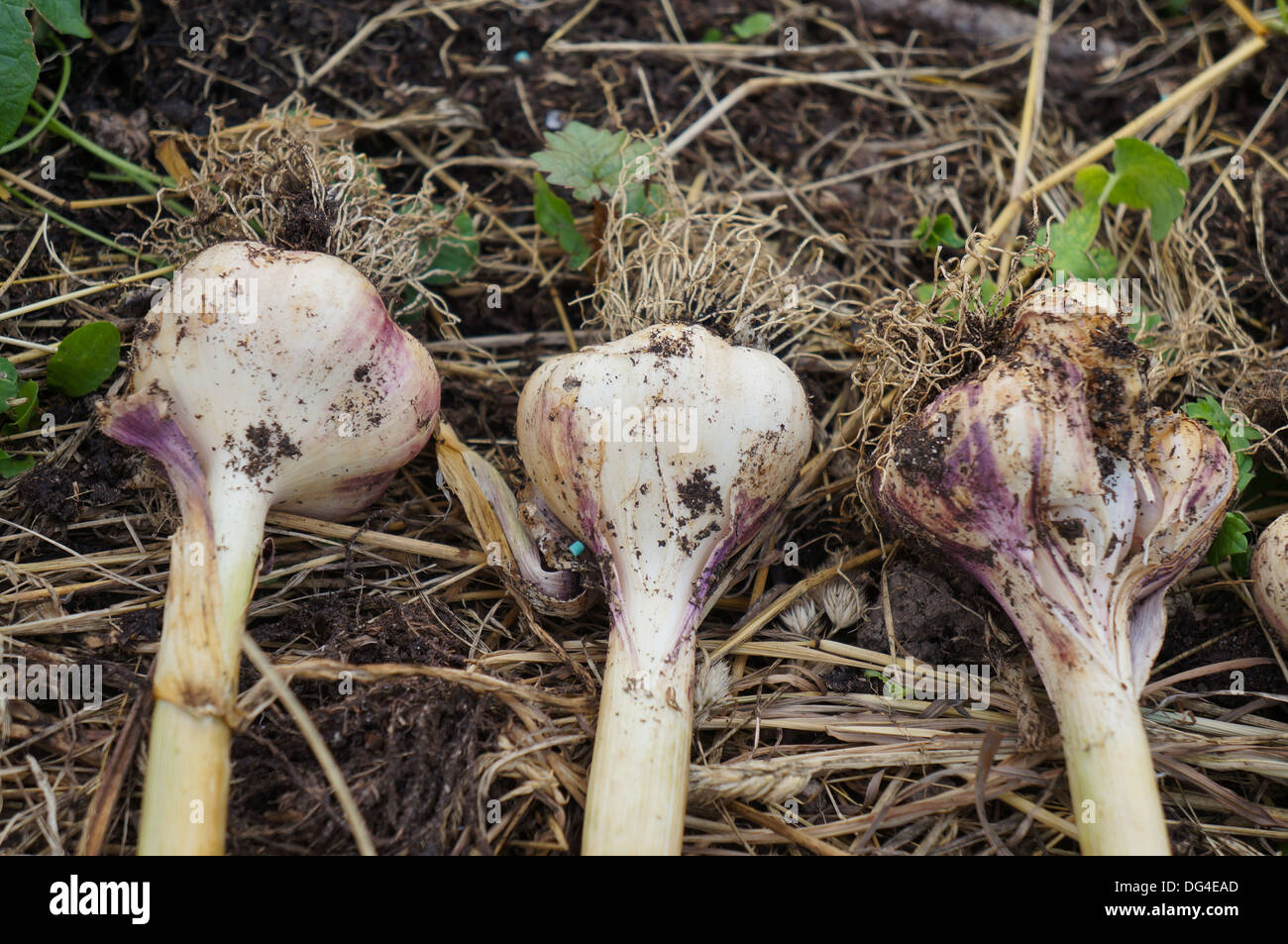 Rotten plant bulbs hi-res stock photography and images - Alamy