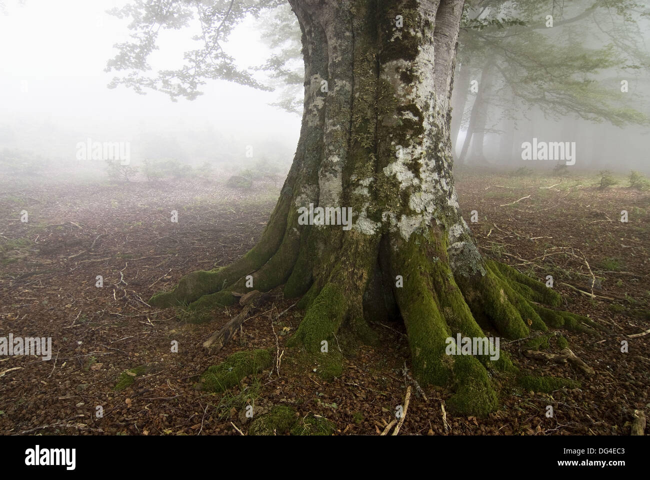 Bosque de irati hi-res stock photography and images - Alamy