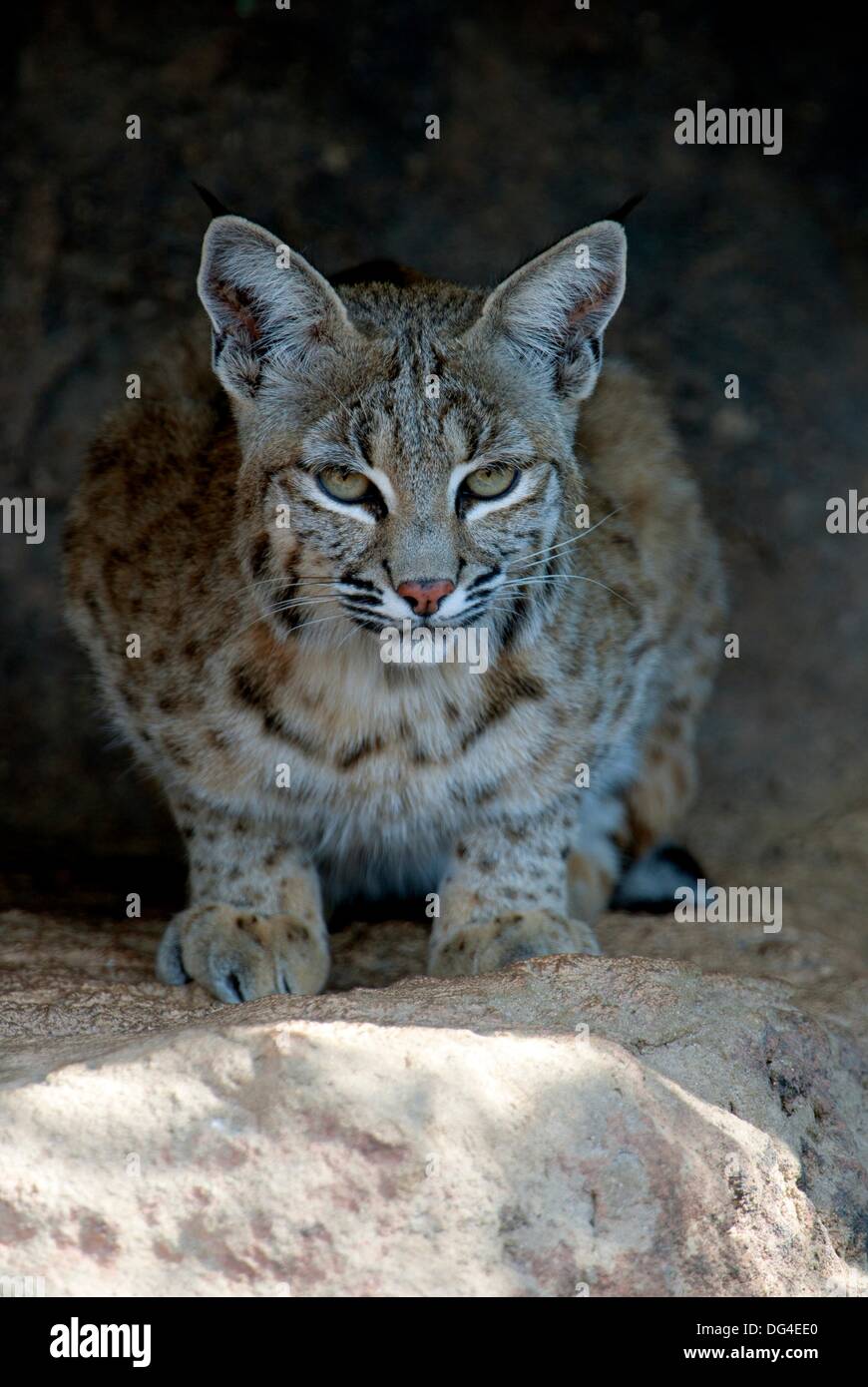Bobcat desert hi-res stock photography and images - Alamy