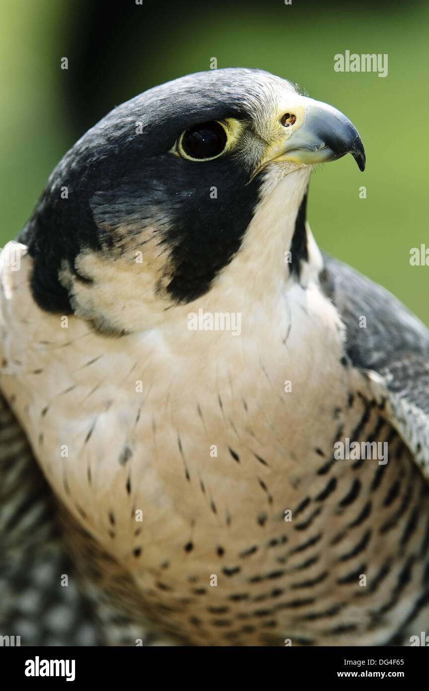 Falcon portrait hi-res stock photography and images - Alamy