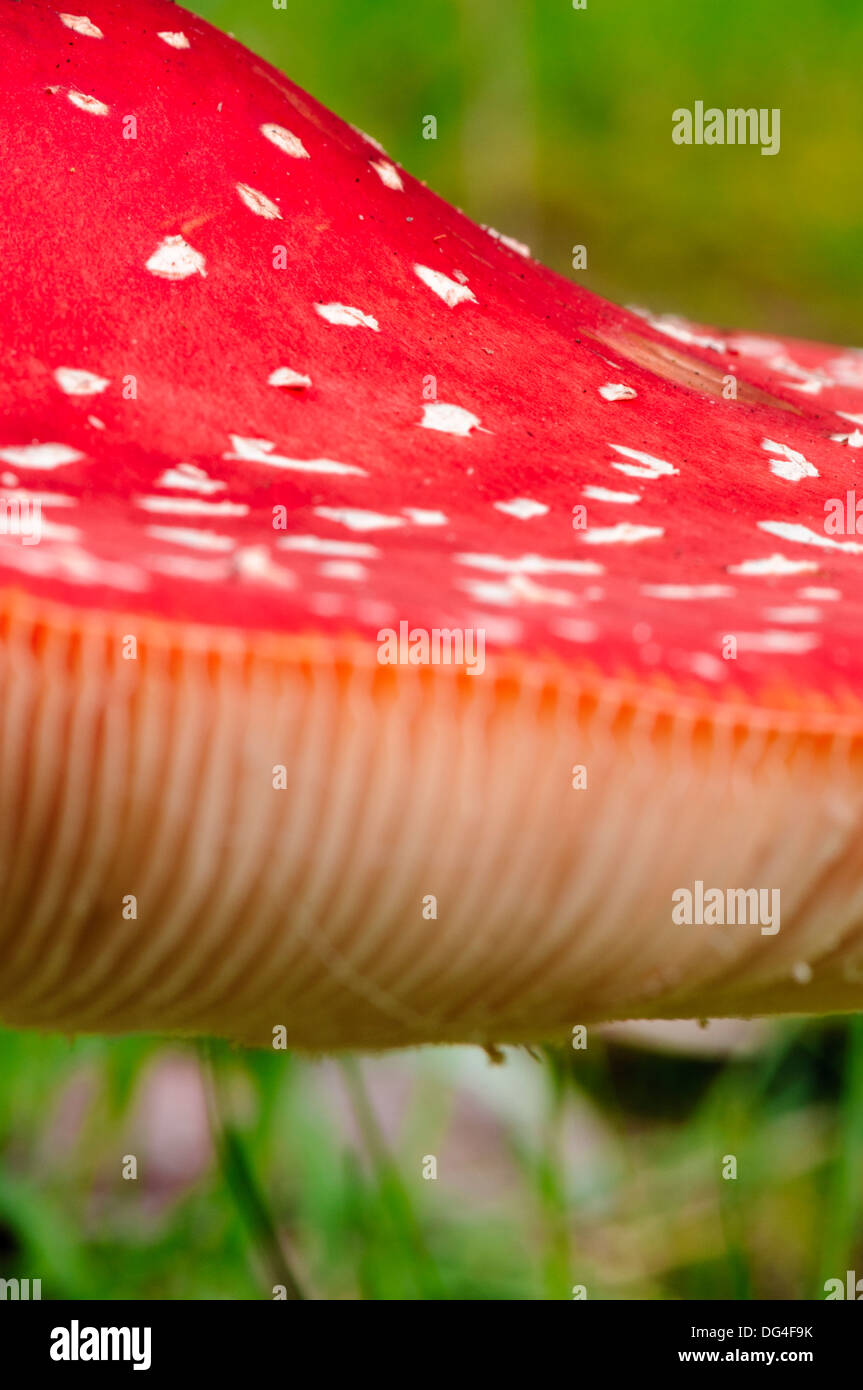 Red toadstool white spots in hi-res stock photography and images - Alamy