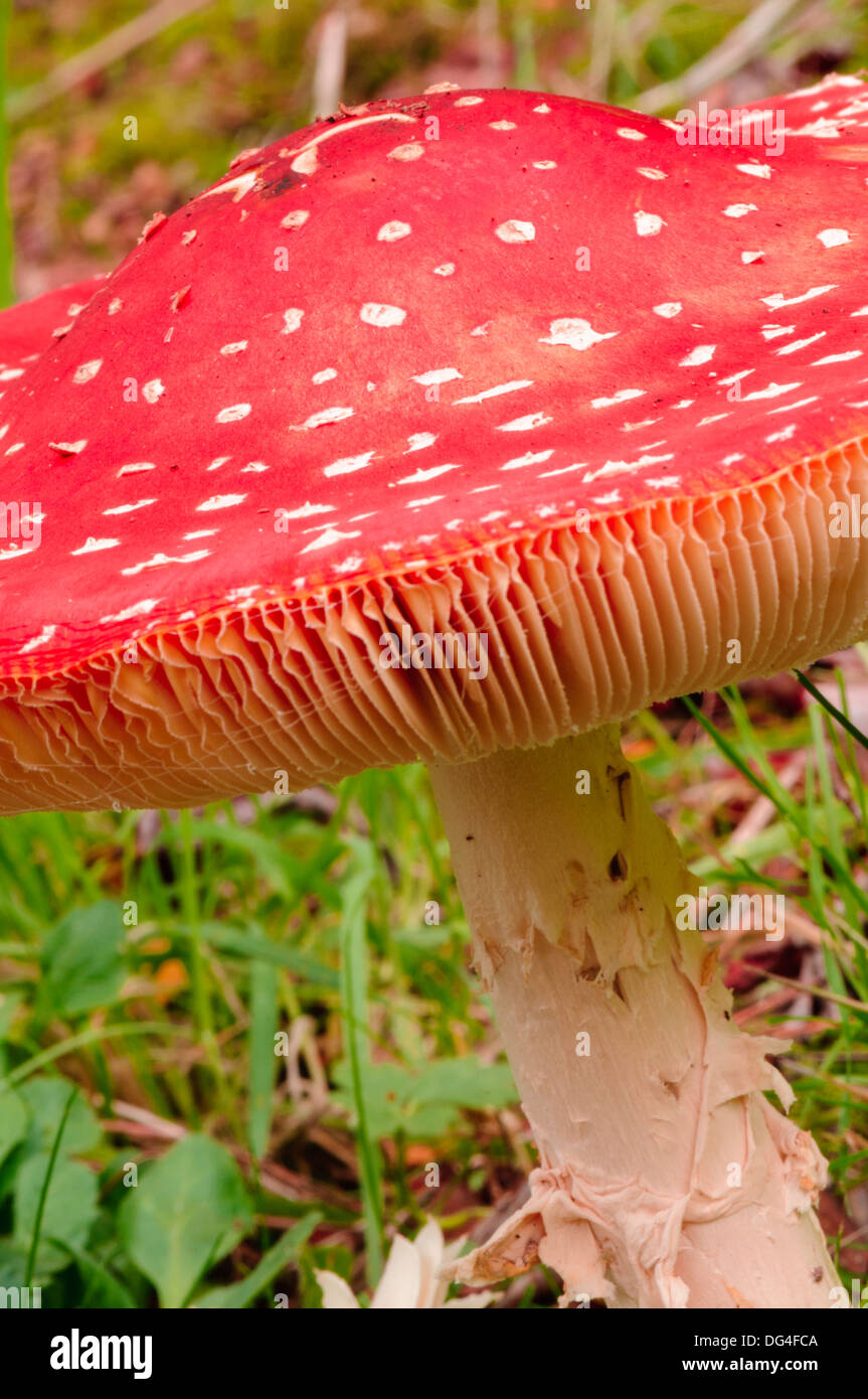 Fly Agaric mushroom toadstool, with the famous red cap with white spots ...