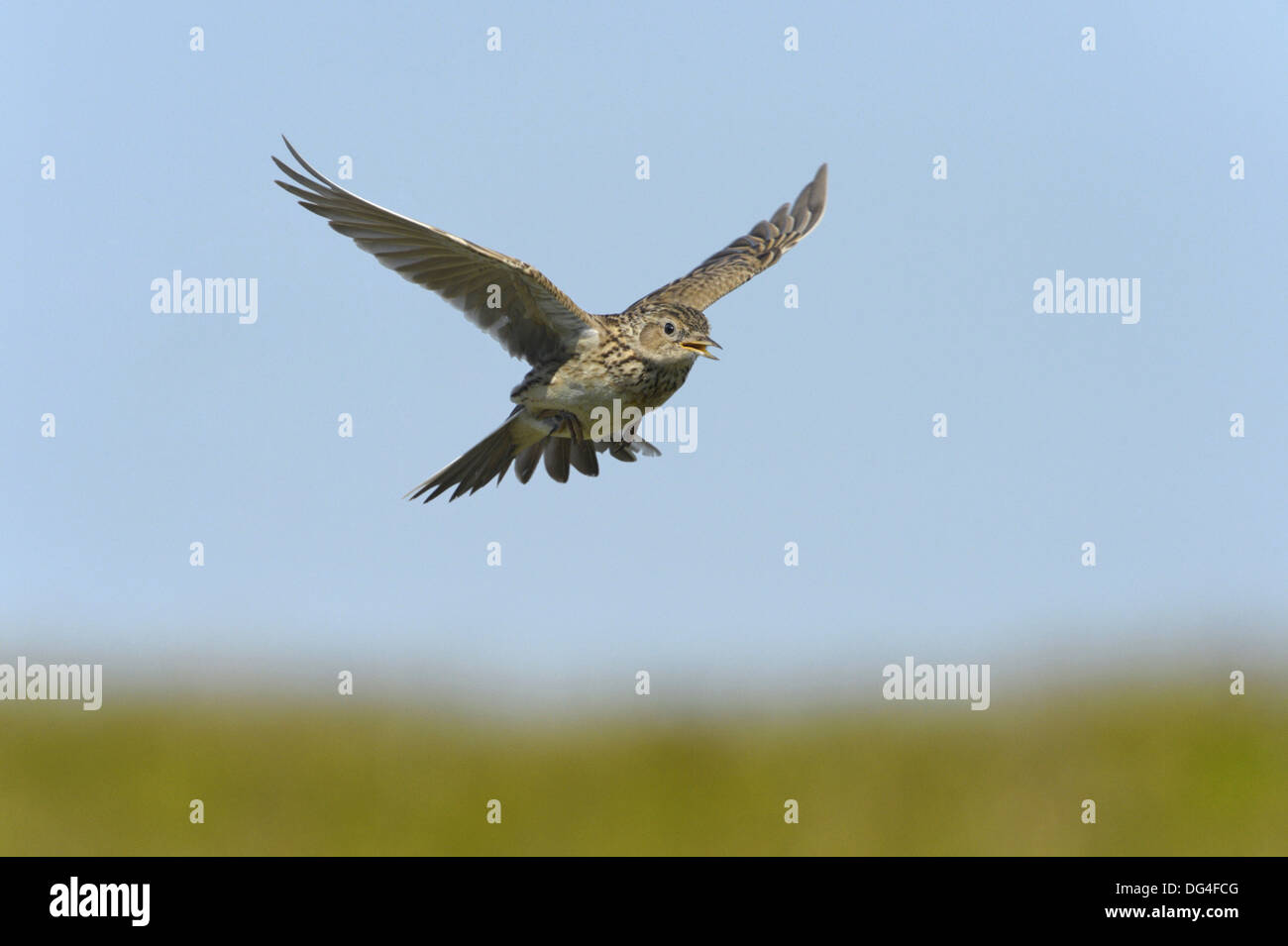 Skylark flying hi-res stock photography and images - Alamy