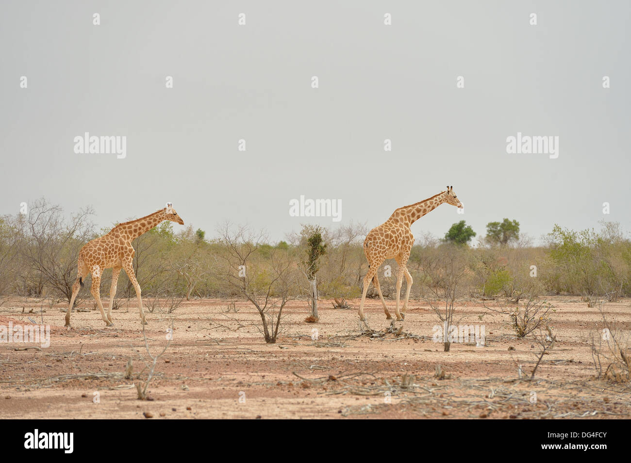 West African giraffe - Niger giraffe - Nigerian giraffe (Giraffa ...