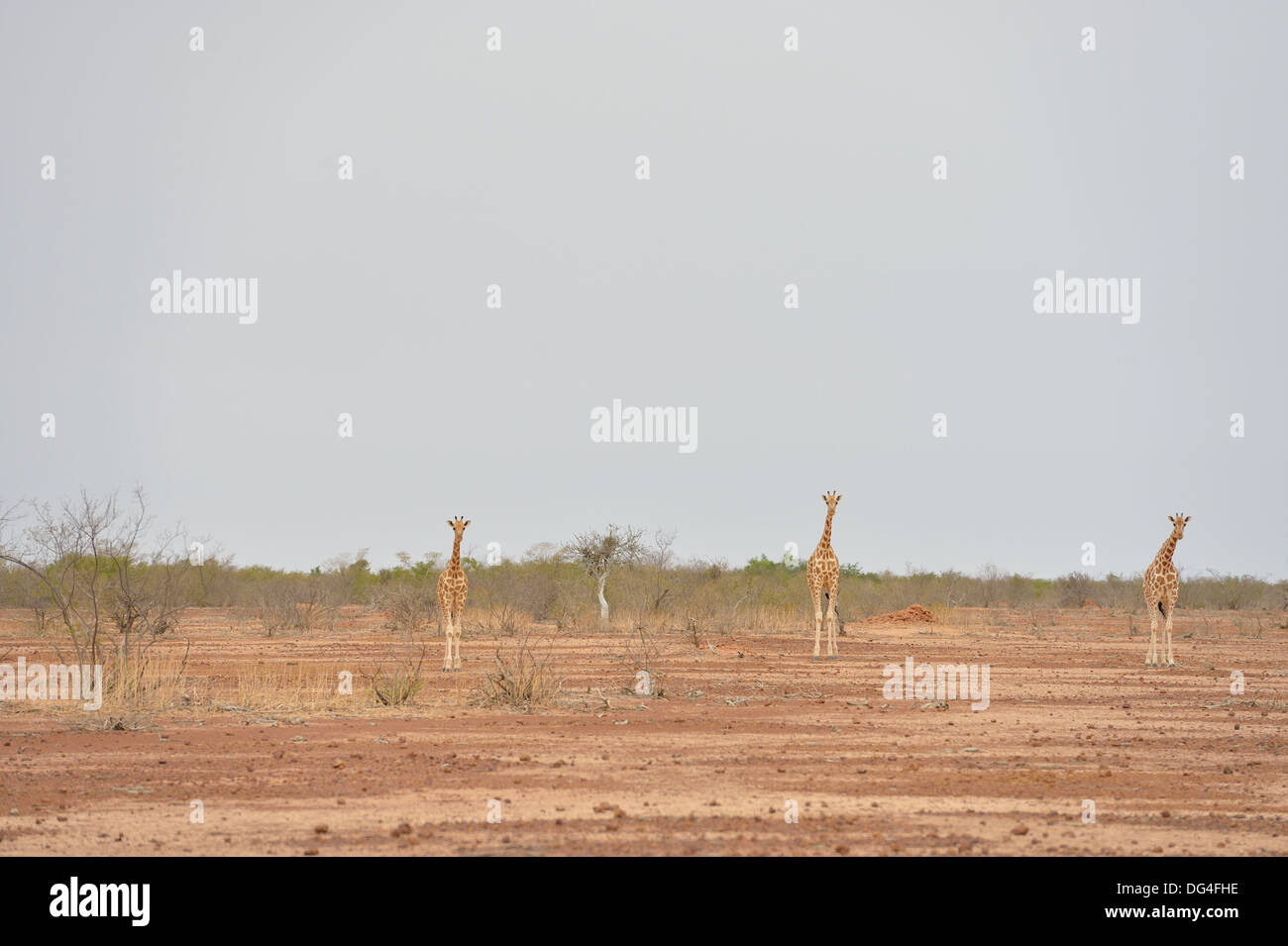 West African giraffe - Niger giraffe - Nigerian giraffe (Giraffa ...