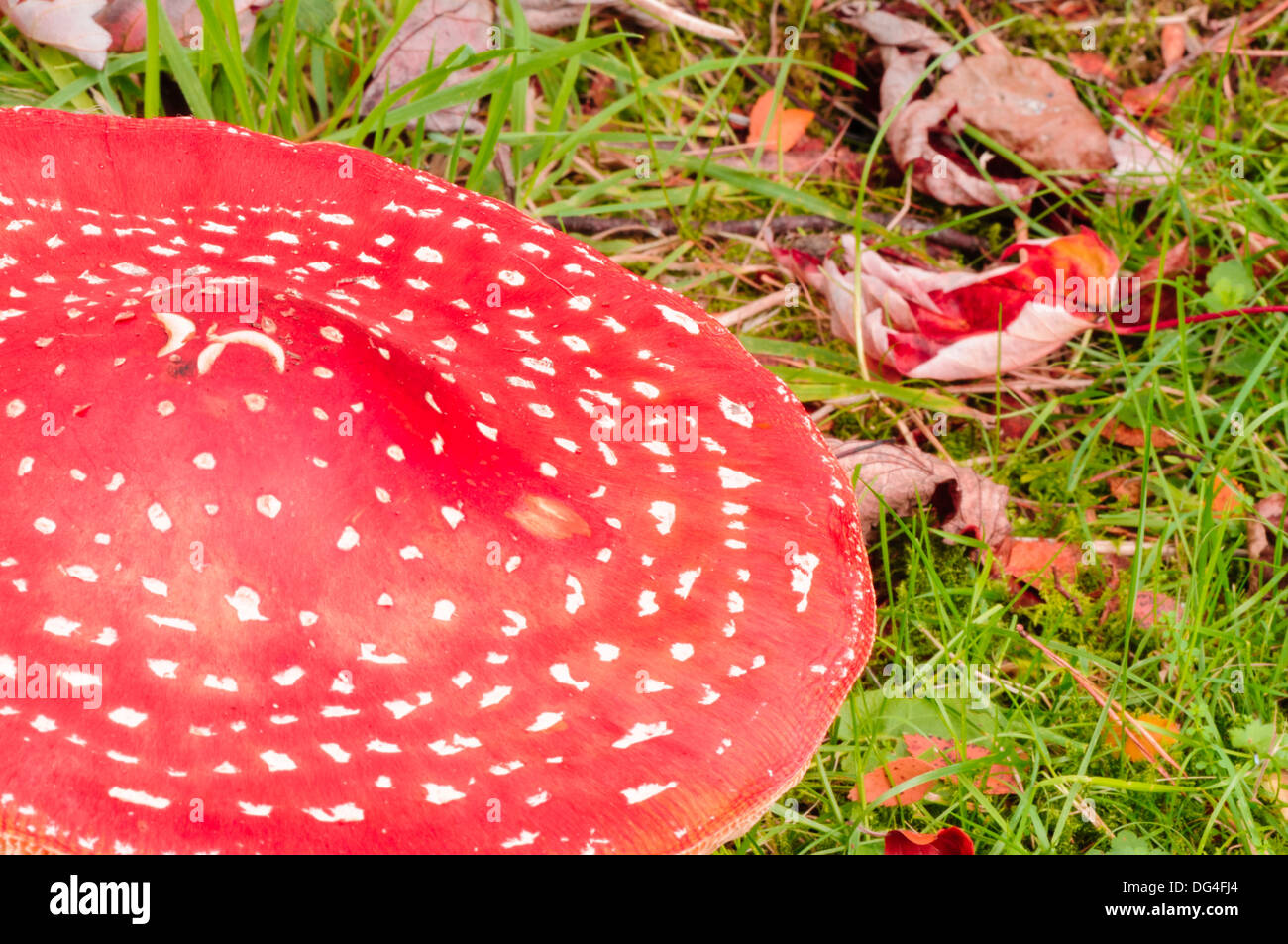 Fly Agaric mushroom toadstool, with the famous red cap with white spots ...