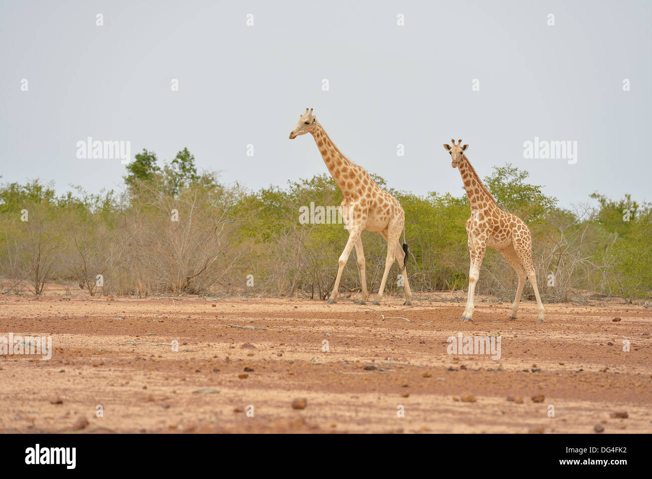 West African giraffe - Niger giraffe - Nigerian giraffe (Giraffa ...
