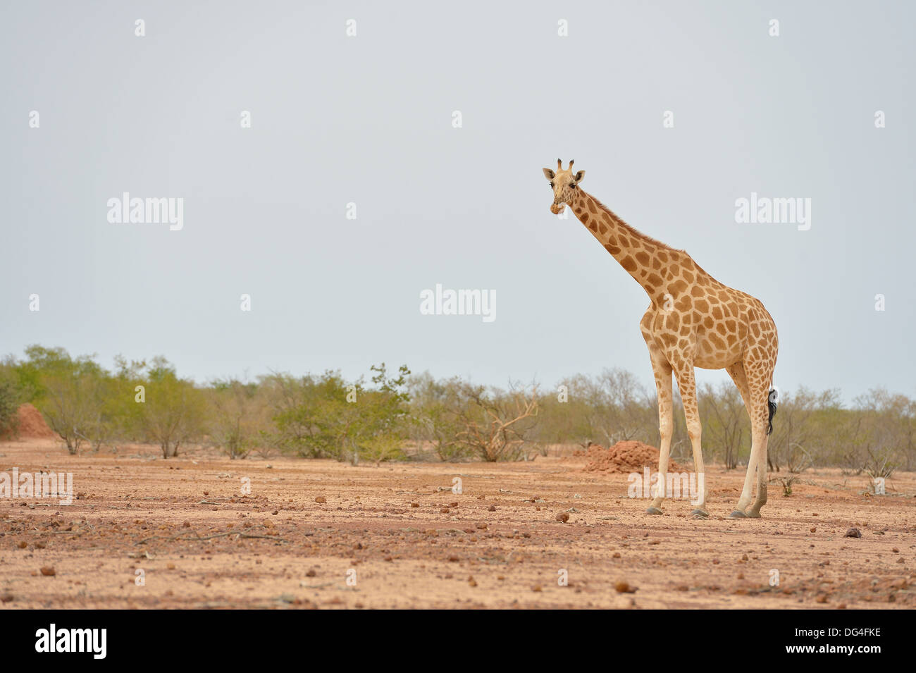 West African giraffe - Niger giraffe - Nigerian giraffe (Giraffa ...