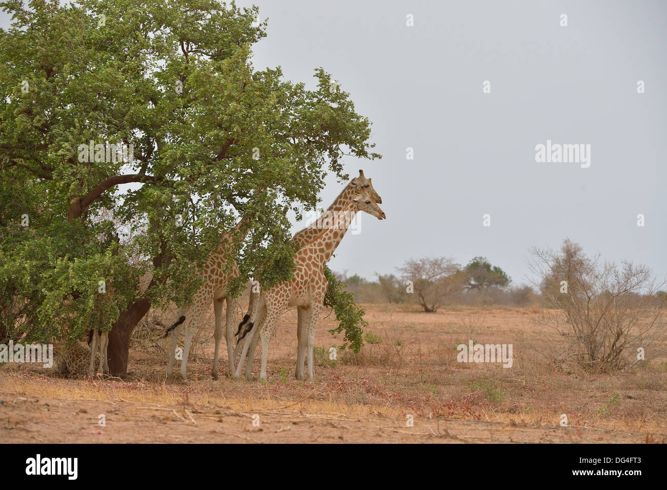 West African giraffe - Niger giraffe - Nigerian giraffe (Giraffa ...