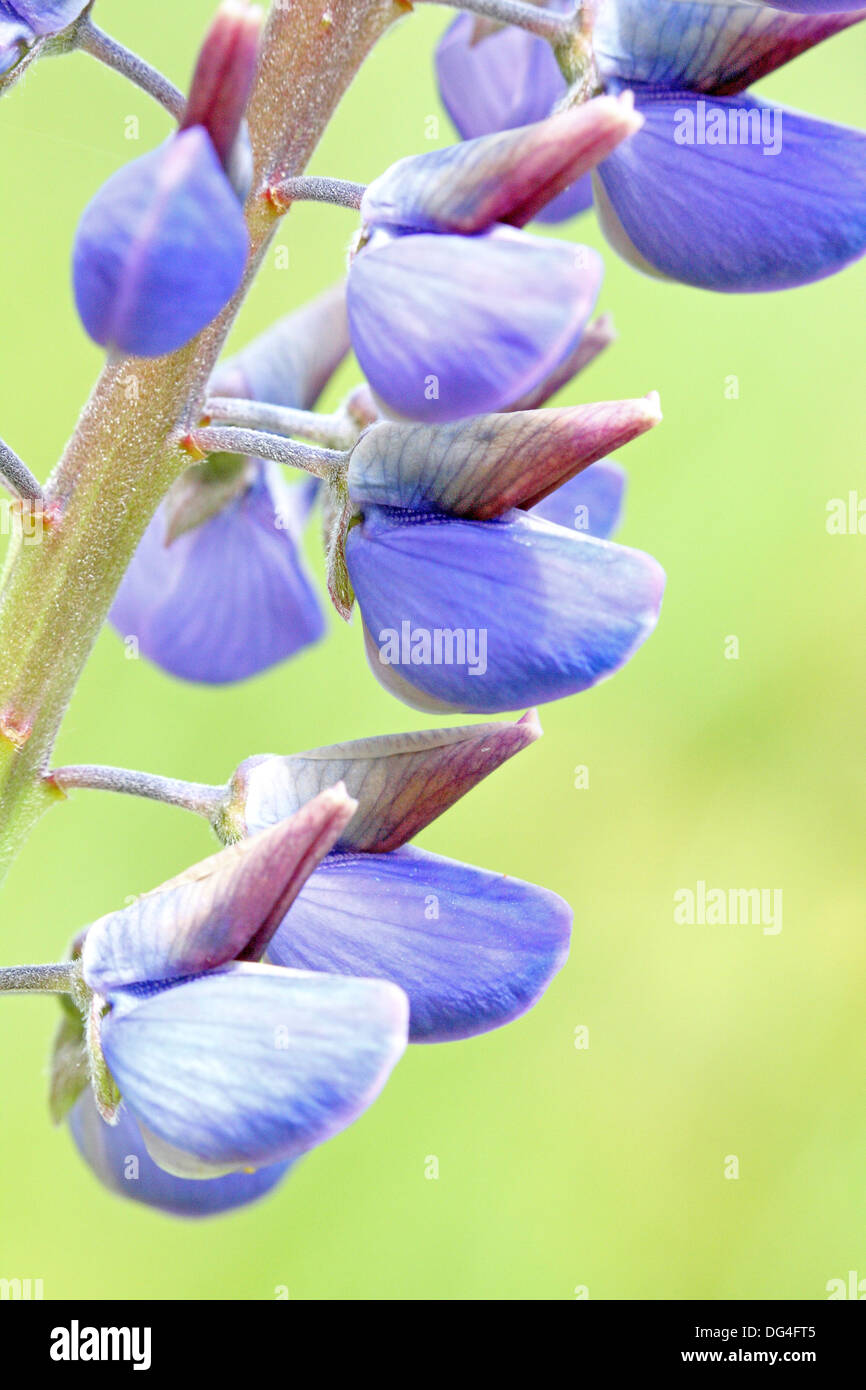 Narrowleaf Lupin High Resolution Stock Photography and Images - Alamy