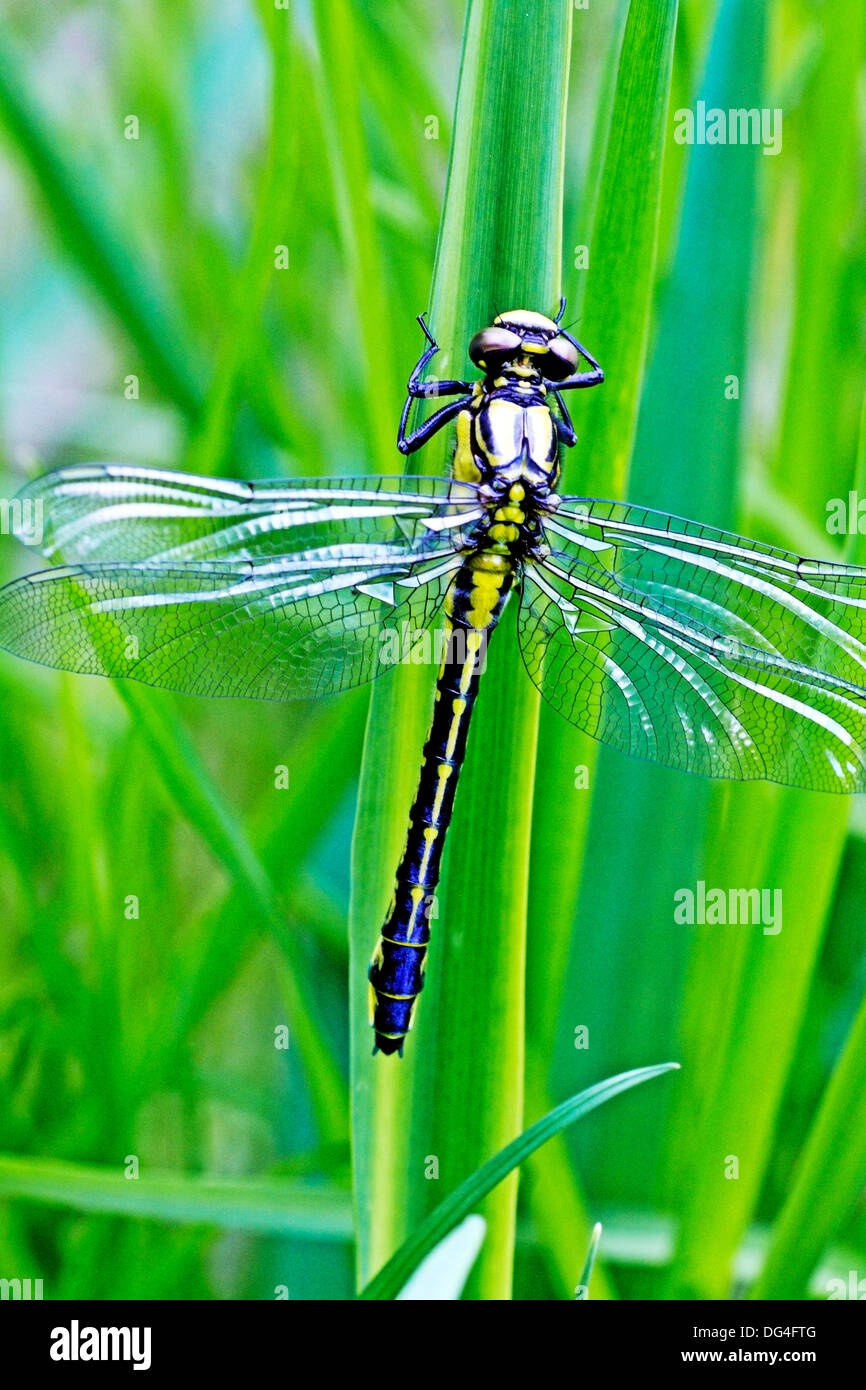 Gomphus Simillimus High Resolution Stock Photography and Images - Alamy