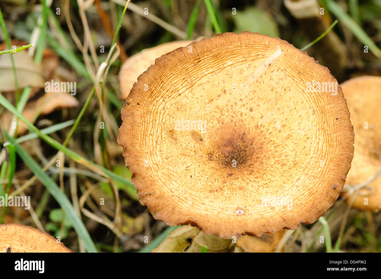 Collybia butyracea hi-res stock photography and images - Alamy