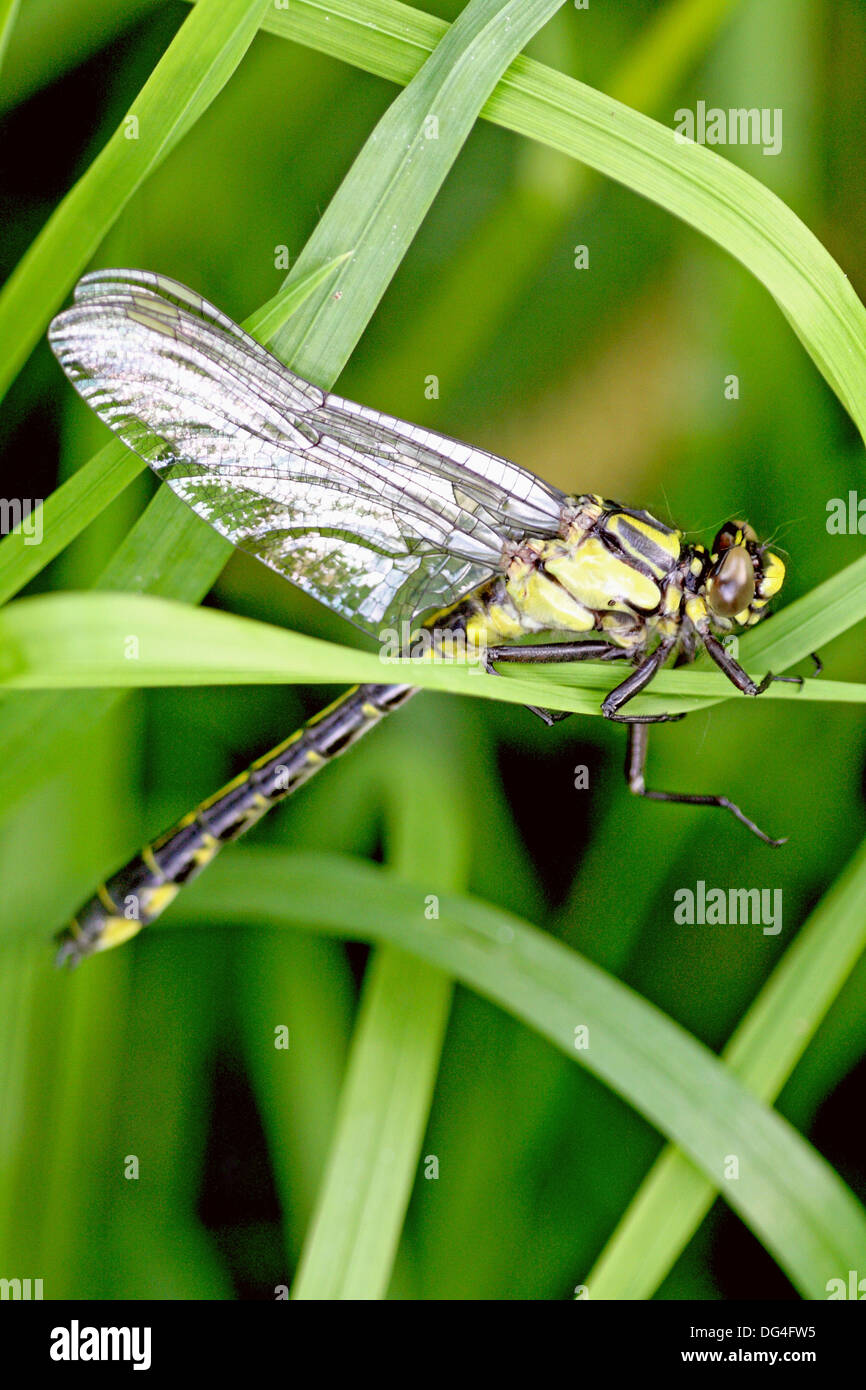 Gomphus Simillimus High Resolution Stock Photography and Images - Alamy