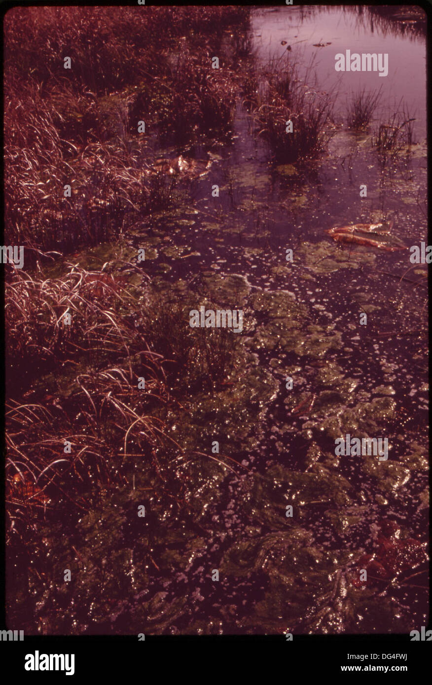 This photograph shows an algal bloom in water near the Middletown Dump ...