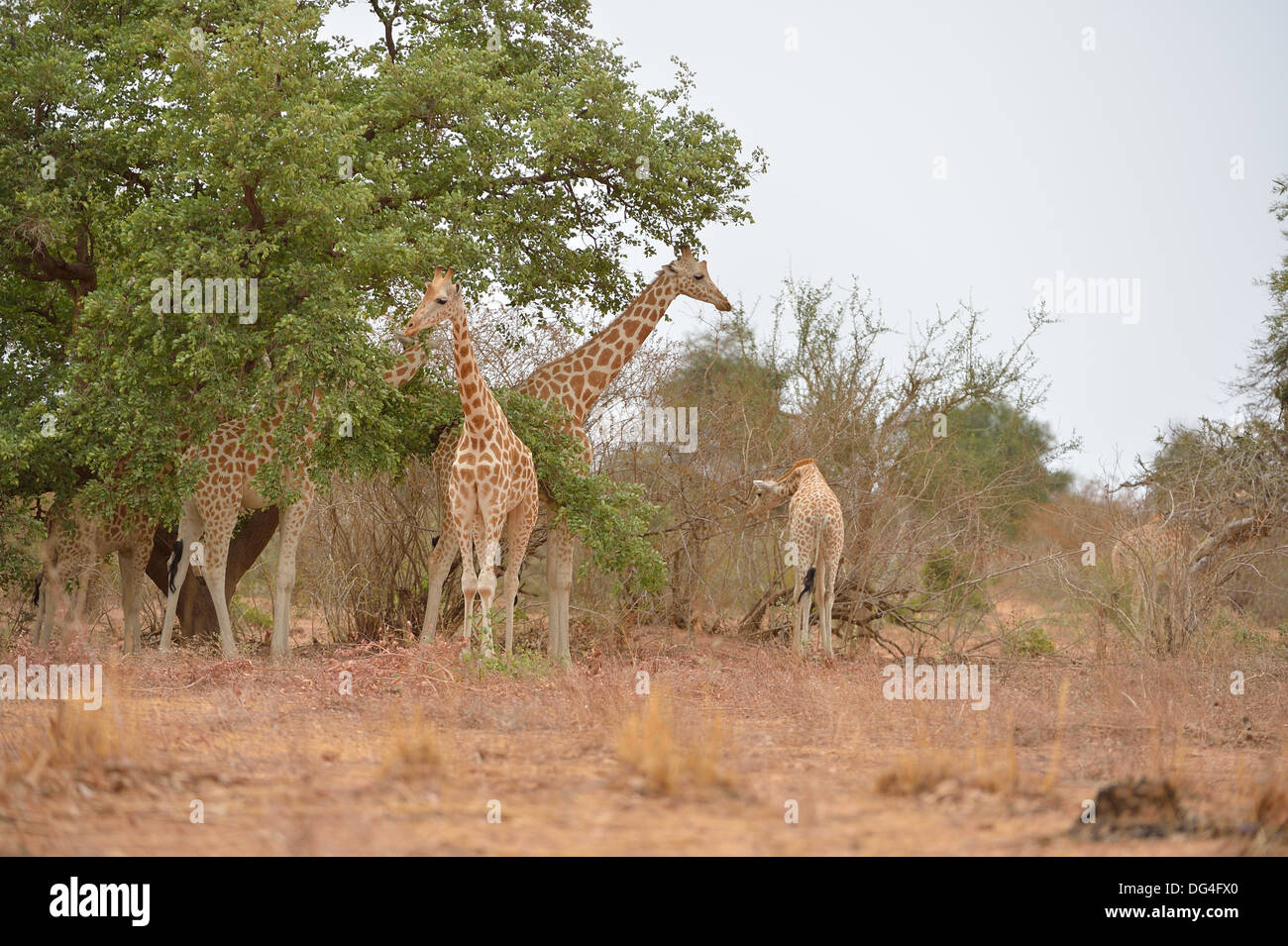 West African giraffe - Niger giraffe - Nigerian giraffe (Giraffa ...