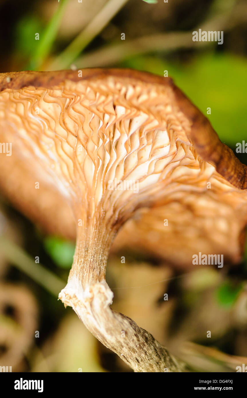 Underneath toadstool hi-res stock photography and images - Alamy
