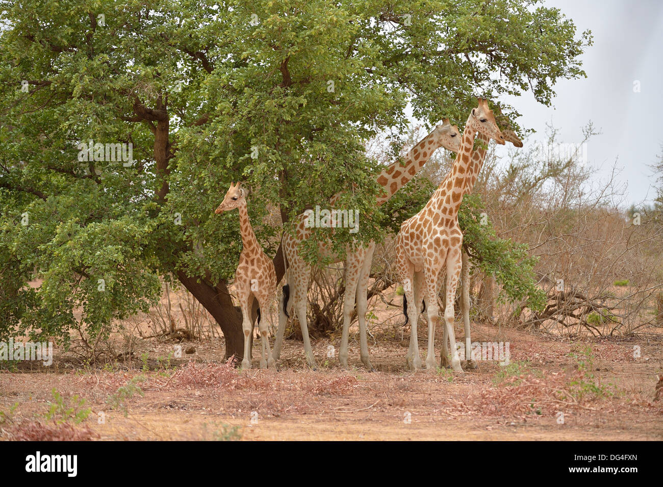 West African giraffe - Niger giraffe - Nigerian giraffe (Giraffa ...