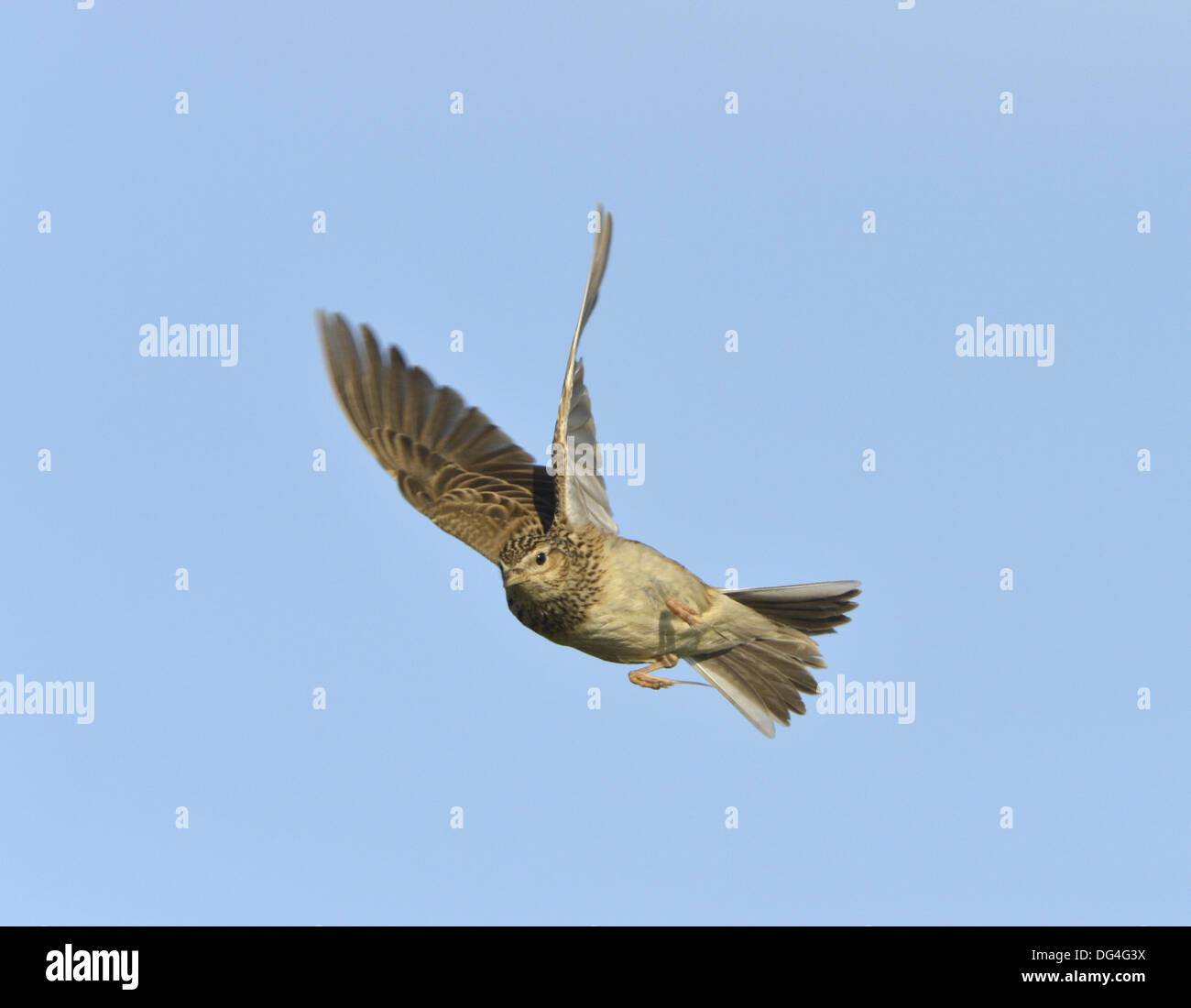 Skylark Alauda arvensis Stock Photo - Alamy