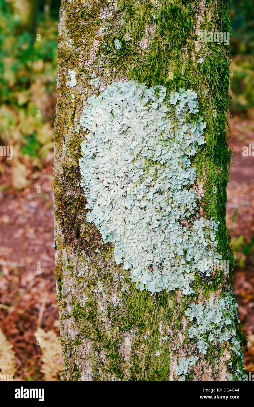 Lichen tree hi-res stock photography and images - Alamy