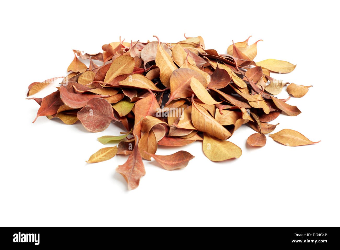 heap of dry leaves on white background Stock Photo - Alamy