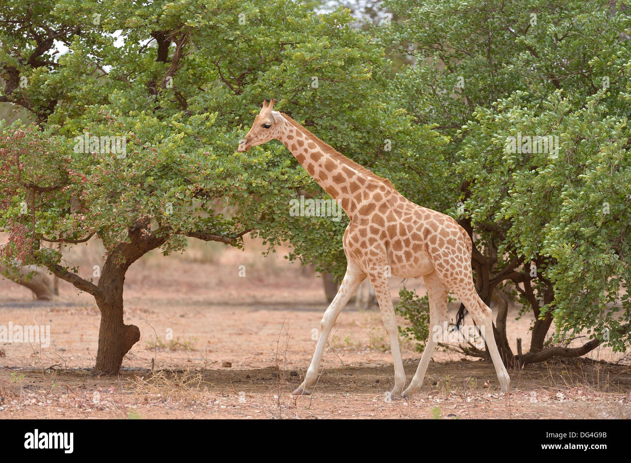 West african wildlife hi-res stock photography and images - Alamy