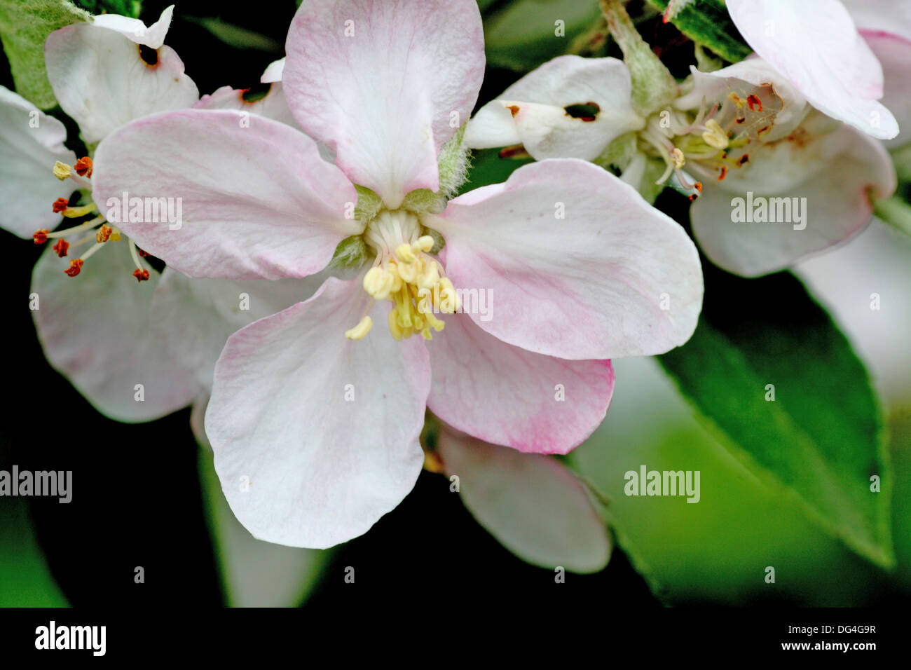 Open cluster hi-res stock photography and images - Alamy
