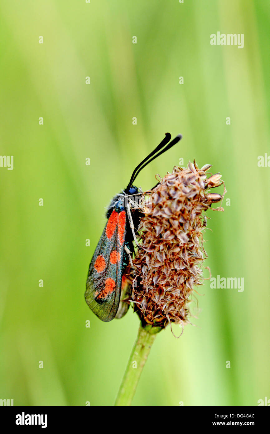 Timothy Grass Phleum Pratense Stock Photos & Timothy Grass Phleum ...