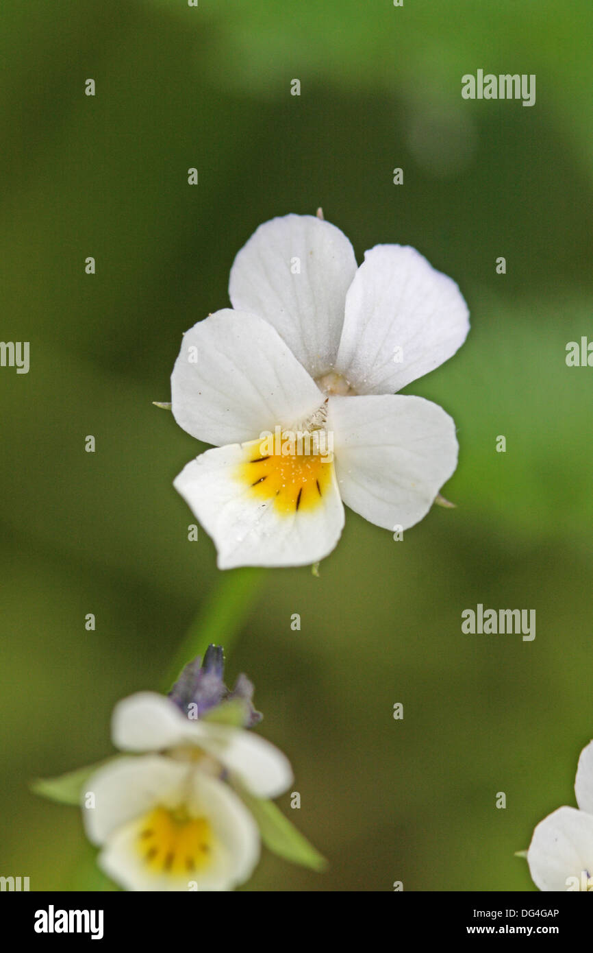 Viola kitaibeliana hi-res stock photography and images - Alamy