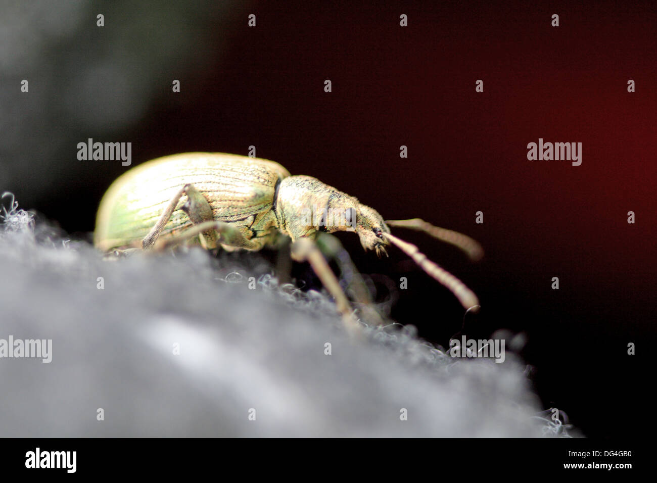 Polydrusus Stock Photos & Polydrusus Stock Images - Alamy