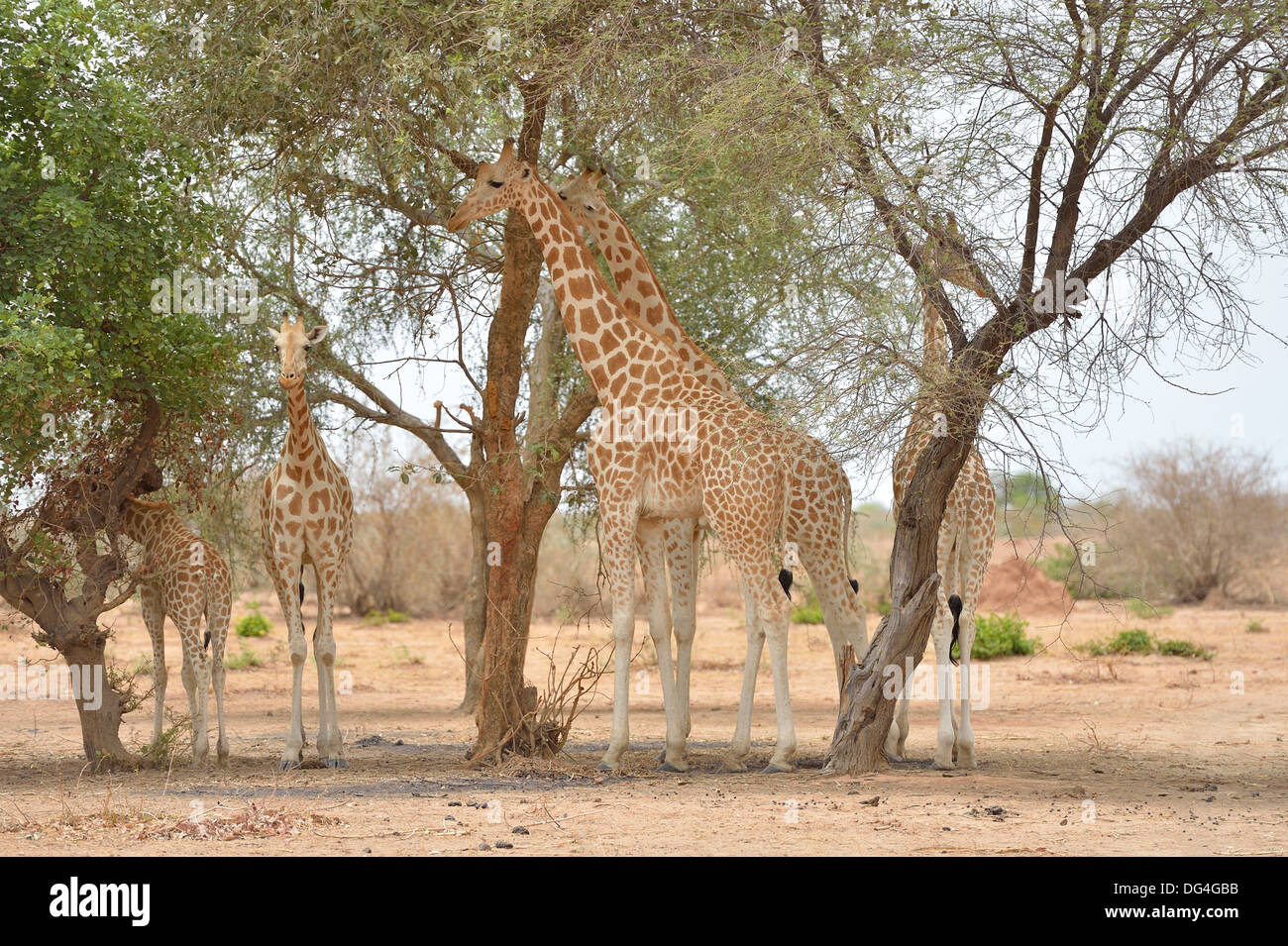 West African giraffe - Niger giraffe - Nigerian giraffe (Giraffa ...