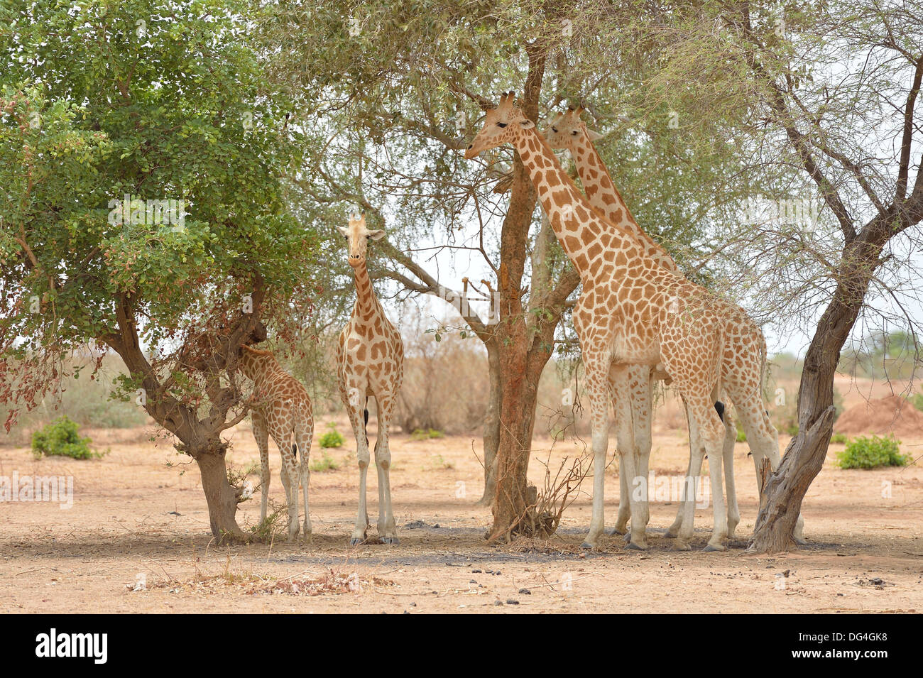 West African giraffe - Niger giraffe - Nigerian giraffe (Giraffa ...