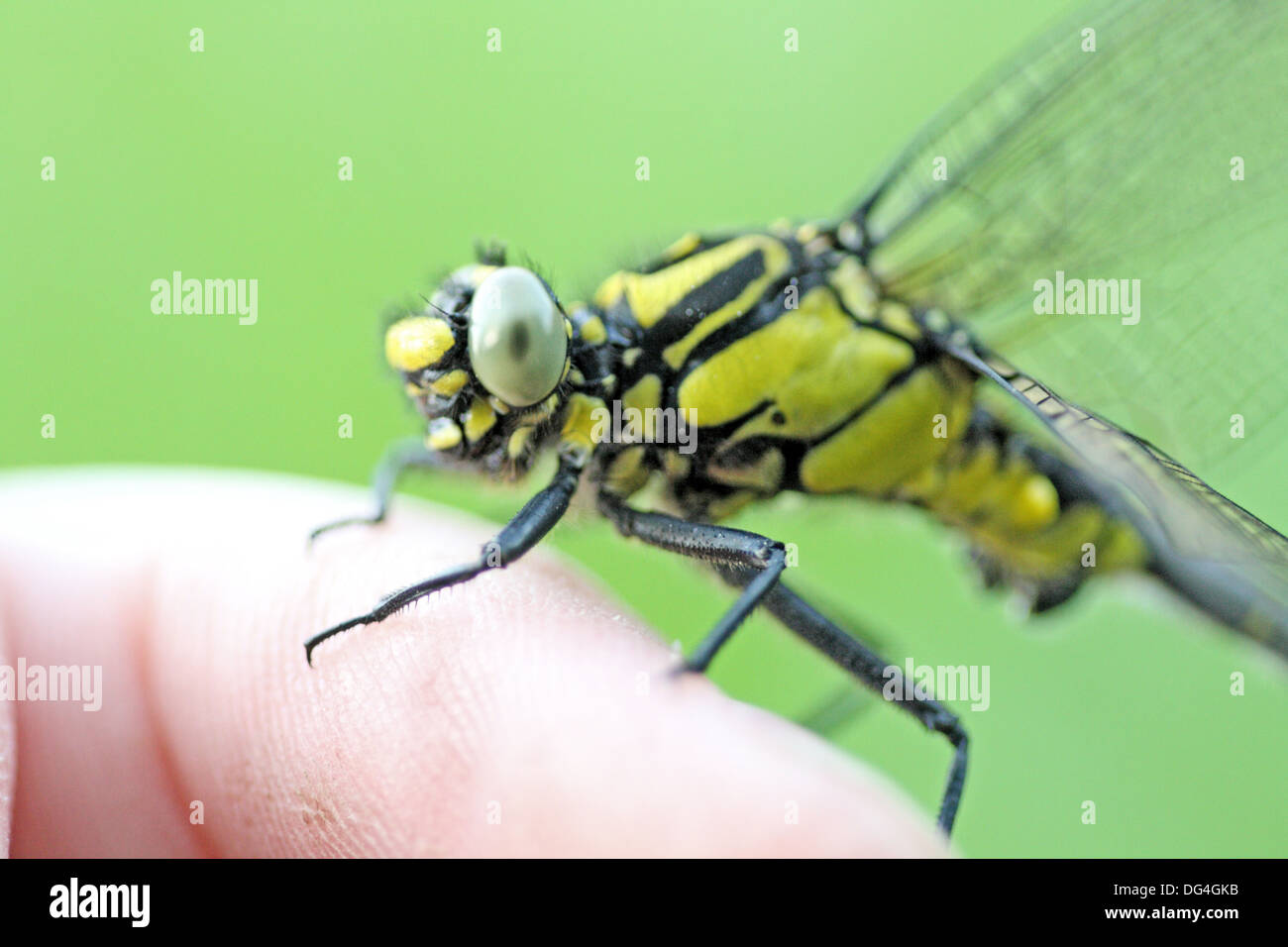 Gomphus Simillimus High Resolution Stock Photography and Images - Alamy