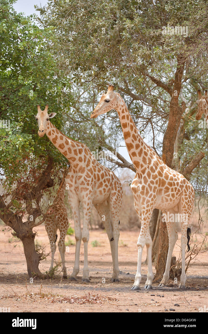 West African giraffe - Niger giraffe - Nigerian giraffe (Giraffa ...