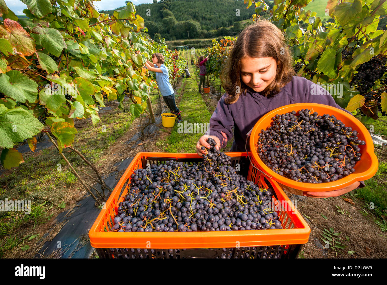 The Stapley family collect the years grape harvest to make wine at ...