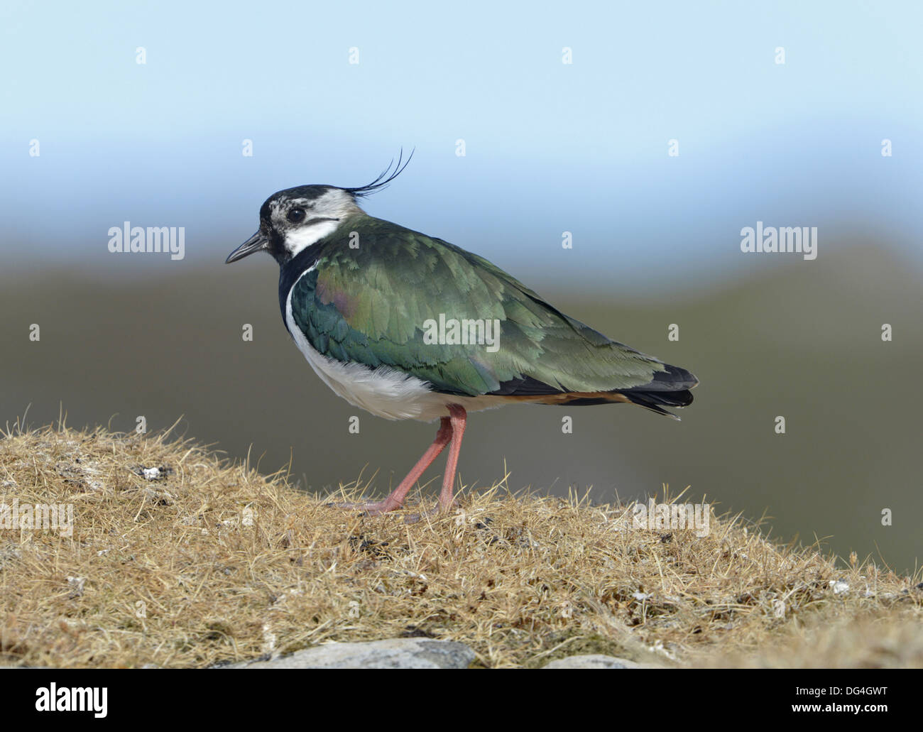 Lapwing close up hi-res stock photography and images - Alamy